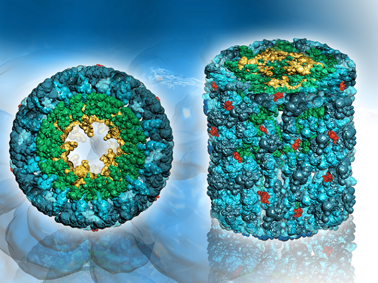 Spirulina Nutrition Facts and Profile | Raw Living Spirulina